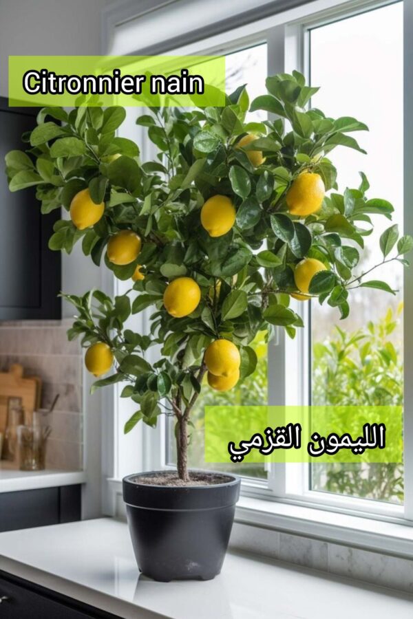 بذور الليمون القزمي Citronnier nain – souqfamillydz.com